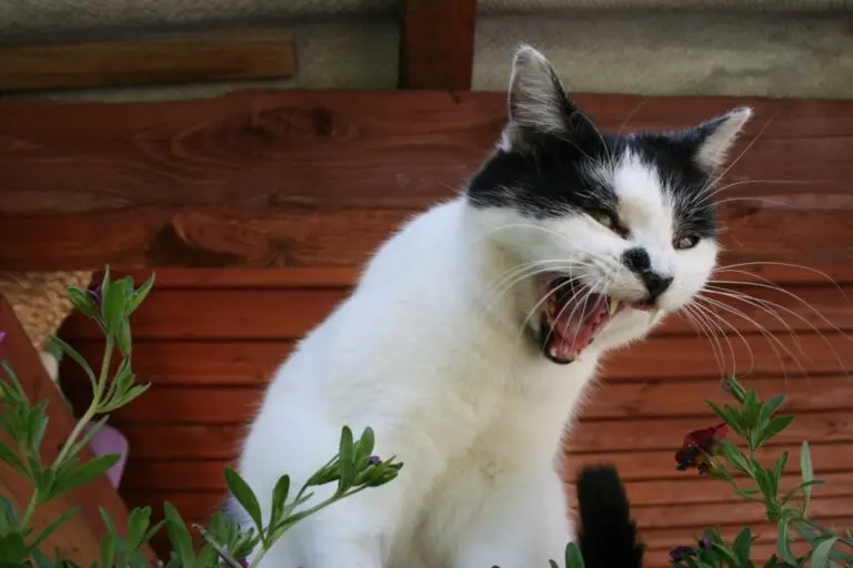 Pourquoi mon chat miaule tout le temps ? - Chatsmoureux.fr