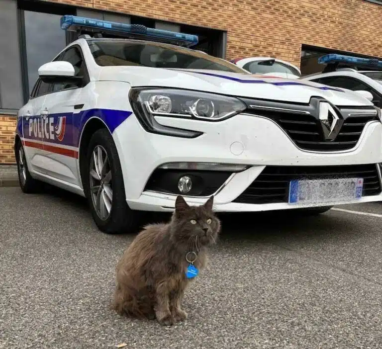 Découvrez Pirate, le chat policier Français - Chatsmoureux.fr