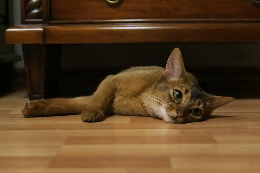 Chat de race : l’Abyssin - Chatsmoureux.fr