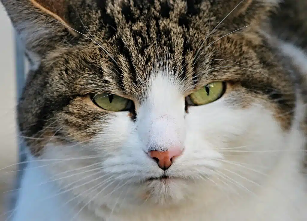 Pourquoi certains chats sont agressifs ? - Chatsmoureux.fr