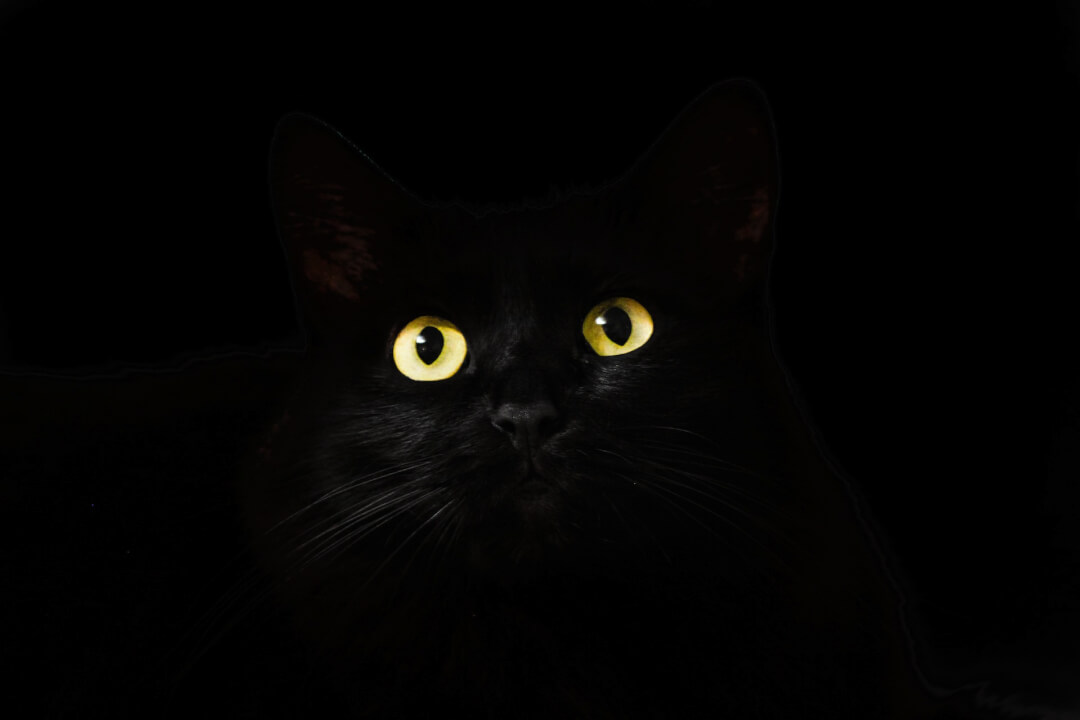 Quelles sont les races de chats noirs ? - Chatsmoureux.fr