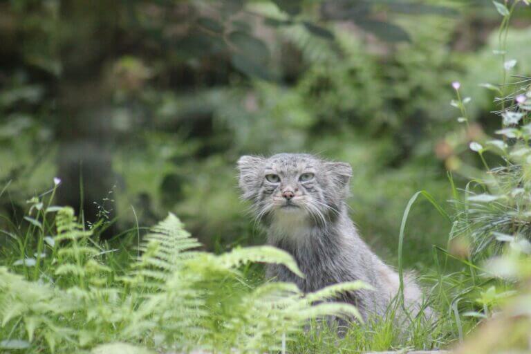 Les différents chats sauvages du monde: diversité et habitat