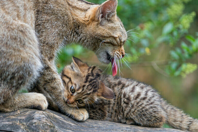 Education du chaton : 15 conseils & astuces, guide complet 2025