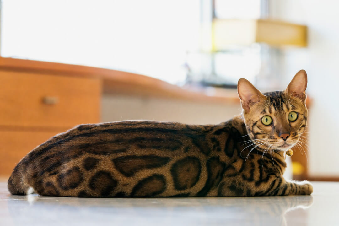 Quels sont les caractéristiques et les besoins des chats de race Bengal ...
